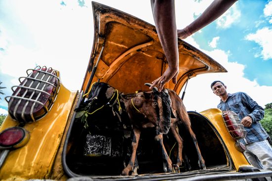 Man Seen Loading Goats Into Car Editorial Stock Photo - Stock Image ...