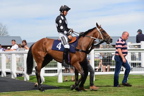 Shropshire Ridden By Lee Edwards Race Editorial Stock Photo - Stock ...