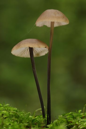 Two Longstalked Garlic Swallows Marasmius Alliaceus Editorial Stock ...