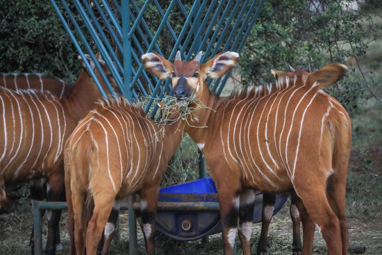 Critically Endangered Mountain Bongos Seen Eating Editorial Stock Photo ...