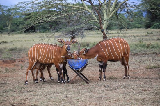 Critically Endangered Mountain Bongos Seen Eating Editorial Stock Photo ...