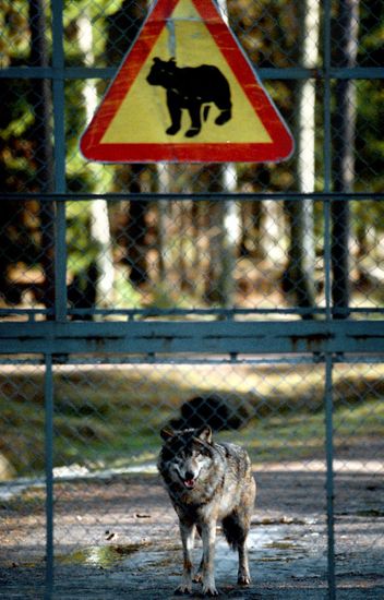 Zoo Sweden Wolves Fence Editorial Stock Photo - Stock Image | Shutterstock