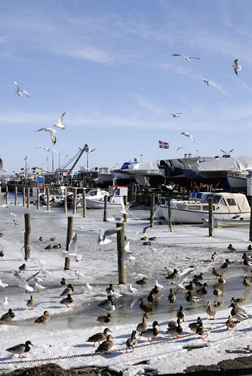 Frozen Harbour Copenhagen Denmark Editorial Stock Photo - Stock Image ...