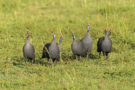 Helmeted Guineafowl Numida Meleagris Group Birds Editorial Stock Photo ...