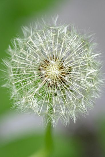 Detail Photograph Puff Flower Black Forest Editorial Stock Photo ...