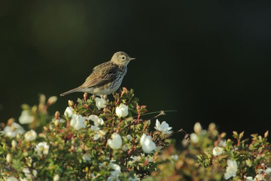 Meadow Pipit Anthus Pratensis White Flowers Editorial Stock Photo ...
