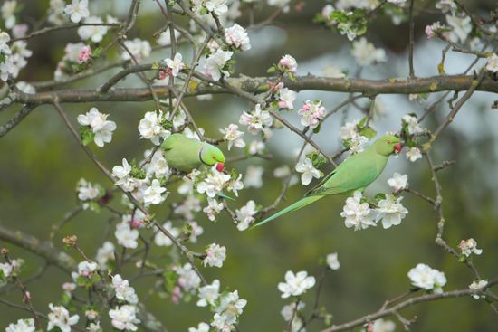 Pair Collared Parakeets Psittacula Krameri During Editorial Stock Photo ...