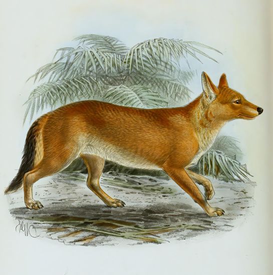 Red Dog Southern Dhole Cyon Javanicus Editorial Stock Photo - Stock ...