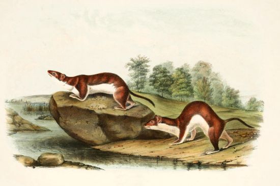 Mouse Weasel Mustela Nivalis Dwarf Weasel Editorial Stock Photo - Stock ...