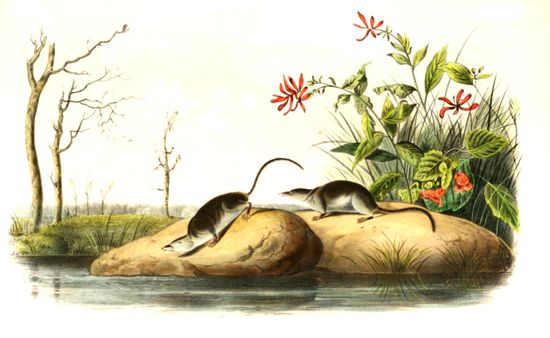 Swamp Shrew Sorex Bendirii Known Pacific Editorial Stock Photo - Stock ...