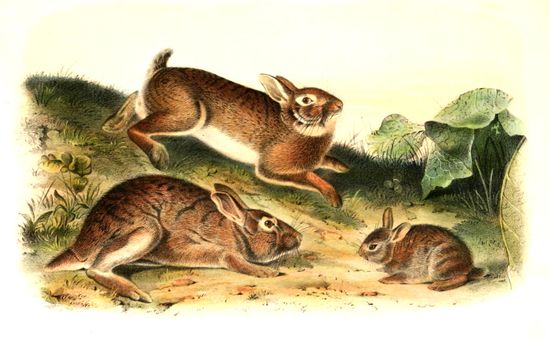 Grey Hare Histoic Digitally Restored Reproduction Editorial Stock Photo ...