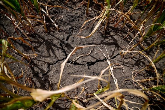 Dried Out Soil Cracked Maize Field Editorial Stock Photo - Stock Image ...