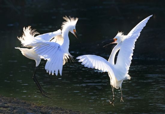 White Feathers Two Snowy Egrets Illuminated Editorial Stock Photo - Stock Image | Shutterstock