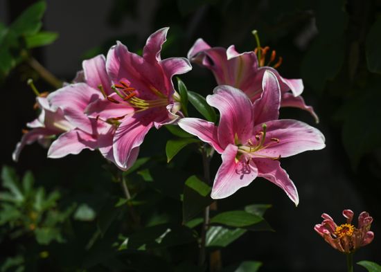 Big Pink Lilia Flower Closeup On Editorial Stock Photo - Stock Image ...