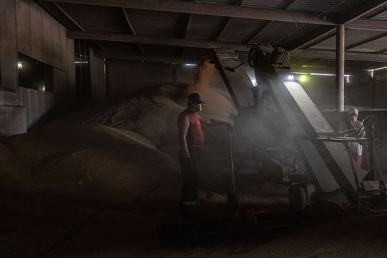 Workers Prepare Wheat Store Collecting Station Editorial Stock Photo ...