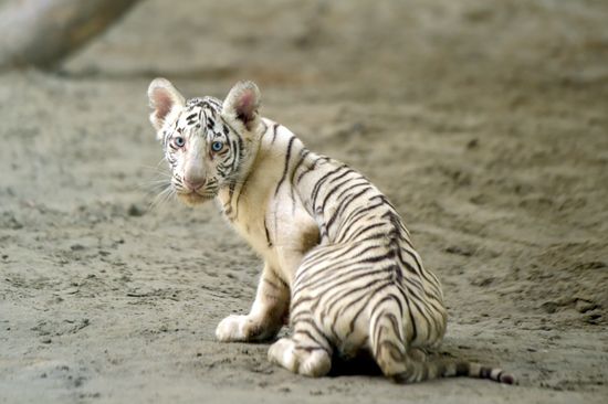 White Royal Bengal Tiger Cub Seen Editorial Stock Photo - Stock Image ...