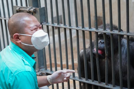 Wang Zheng Offers Ice Chimpanzee Cooling Editorial Stock Photo - Stock ...