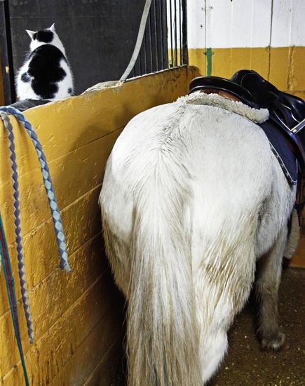 Riding School Stable Cat Horse Editorial Stock Photo - Stock Image ...