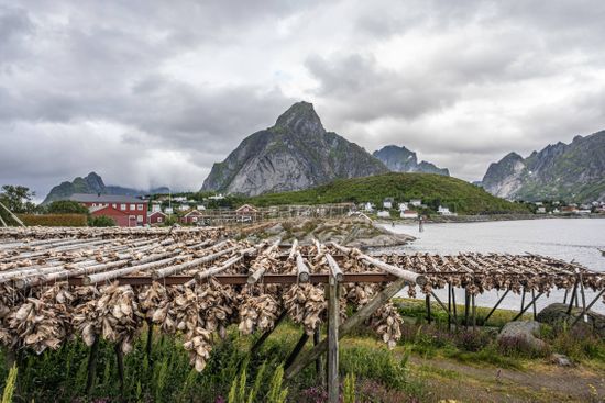 Split Cod Fish Drying Sun On Editorial Stock Photo - Stock Image ...