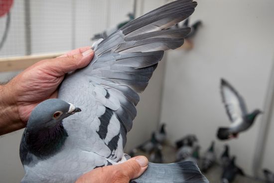 Illustration Picture Shows Infrastructure Pigeon Keeper Editorial Stock ...