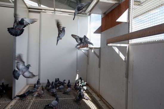 Illustration Picture Shows Infrastructure Pigeon Keeper Editorial Stock ...