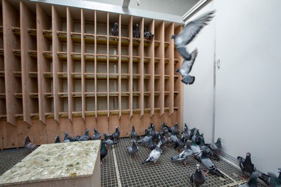 Illustration Picture Shows Infrastructure Pigeon Keeper Editorial Stock ...