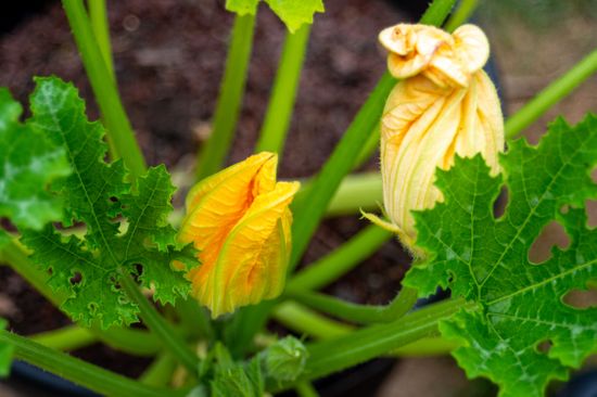 Courgette Plant Kept Alive By Watering Editorial Stock Photo - Stock ...