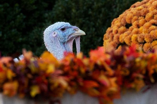 Turkey Peaks Out Behind Decorated Table Editorial Stock Photo - Stock ...