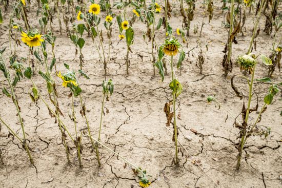 Sunflower Stalks Completely Dried Out Field Editorial Stock Photo ...