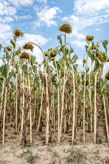 Sunflower Stalks Completely Dried Out Field Editorial Stock Photo ...