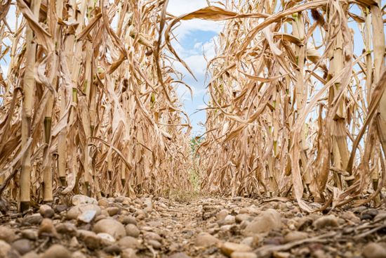 Corn Stalks Completely Dried Out Field Editorial Stock Photo - Stock ...
