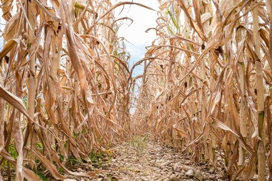 Corn Stalks Completely Dried Out Field Editorial Stock Photo - Stock ...