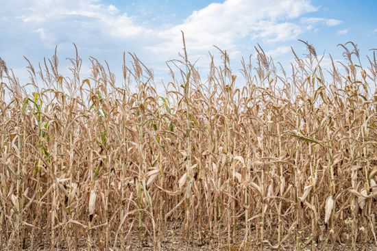 Corn Stalks Completely Dried Out Field Editorial Stock Photo - Stock ...