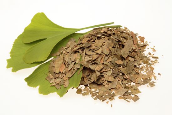 Dried Ginkgo Ginkgo Biloba Leaves Fresh Editorial Stock Photo - Stock ...