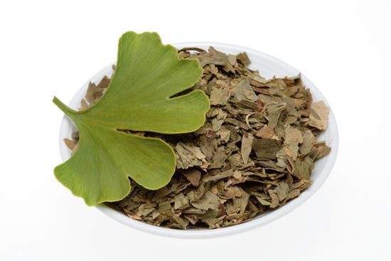 Dried Ginkgo Ginkgo Biloba Leaves Fresh Editorial Stock Photo - Stock ...