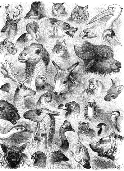 Series Different Animal Heads Zoological Garden Editorial Stock Photo ...