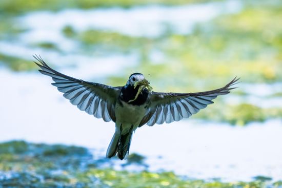 White Wagtail Motacilla Alba Flying Prey Editorial Stock Photo - Stock ...