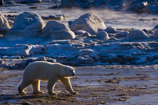 Polar Bear Ursa Maritimus On Subarctic Editorial Stock Photo - Stock ...