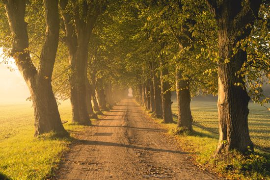 Tree Alee Sunrise Haze On Island Editorial Stock Photo - Stock Image ...