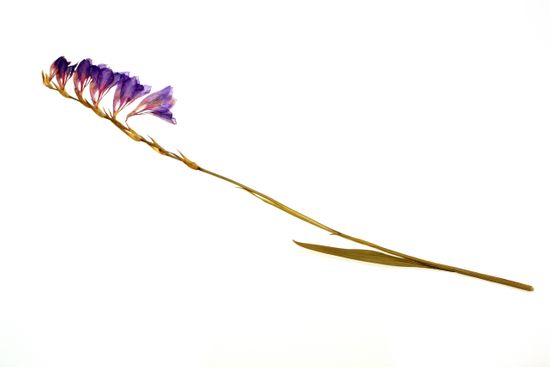 Medicinal Plant Gladiolus Communis Imbricatus Dried Editorial Stock ...