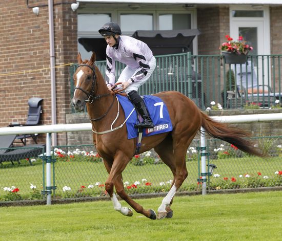 Dutch Decoy Oliver Stammers Haydock Editorial Stock Photo - Stock Image ...