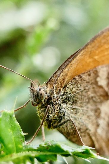 Ageing Meadow Brown Butterfly Rests On Editorial Stock Photo - Stock ...