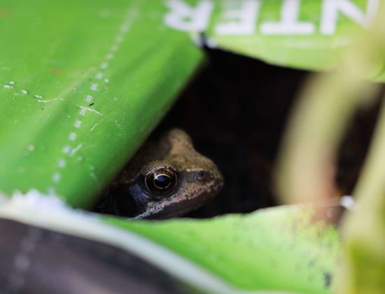 Frog Sheltering Garden Growbag Editorial Stock Photo - Stock Image ...