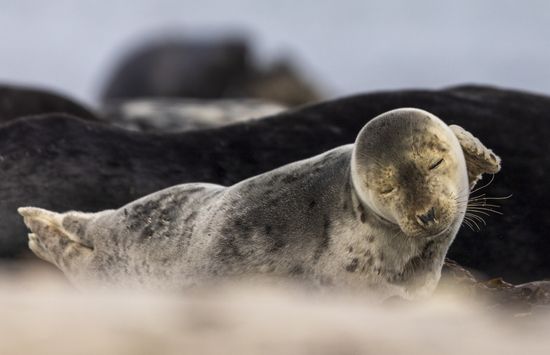 Group Seals Having Laugh Whilst Out Editorial Stock Photo - Stock Image ...