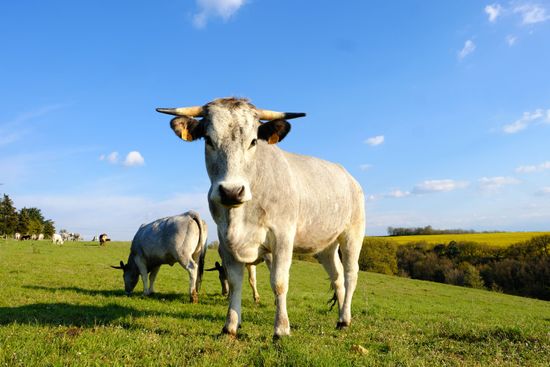 Gascon Cow Cattle Organic Farm Pyrenees Editorial Stock Photo - Stock ...