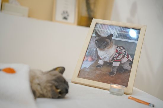 Portrait Deceased Pet Cat Placed Farewell Editorial Stock Photo - Stock ...