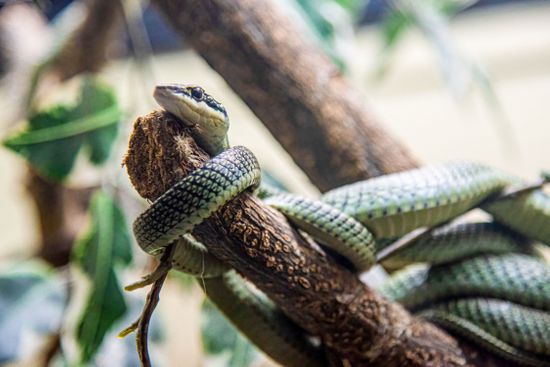 Ornate Gliding Snake Seen On Display Editorial Stock Photo - Stock ...