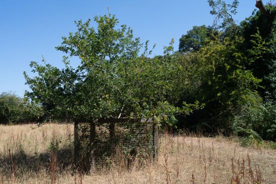 Young Oak Tree Fenced Off Prevent Editorial Stock Photo - Stock Image ...