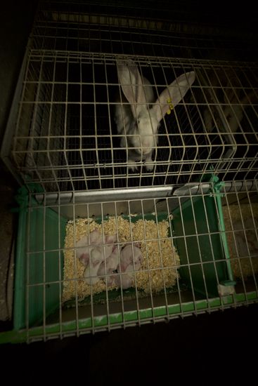 Overcrowded Cages Wire Mesh Floor High Editorial Stock Photo - Stock ...
