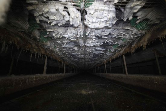 Overcrowded Cages Wire Mesh Floor High Editorial Stock Photo - Stock ...